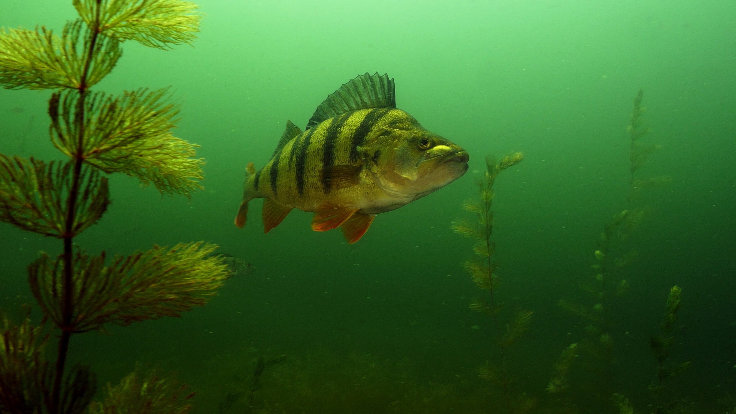 Richtig große Flussbarsche im Jägerweiher