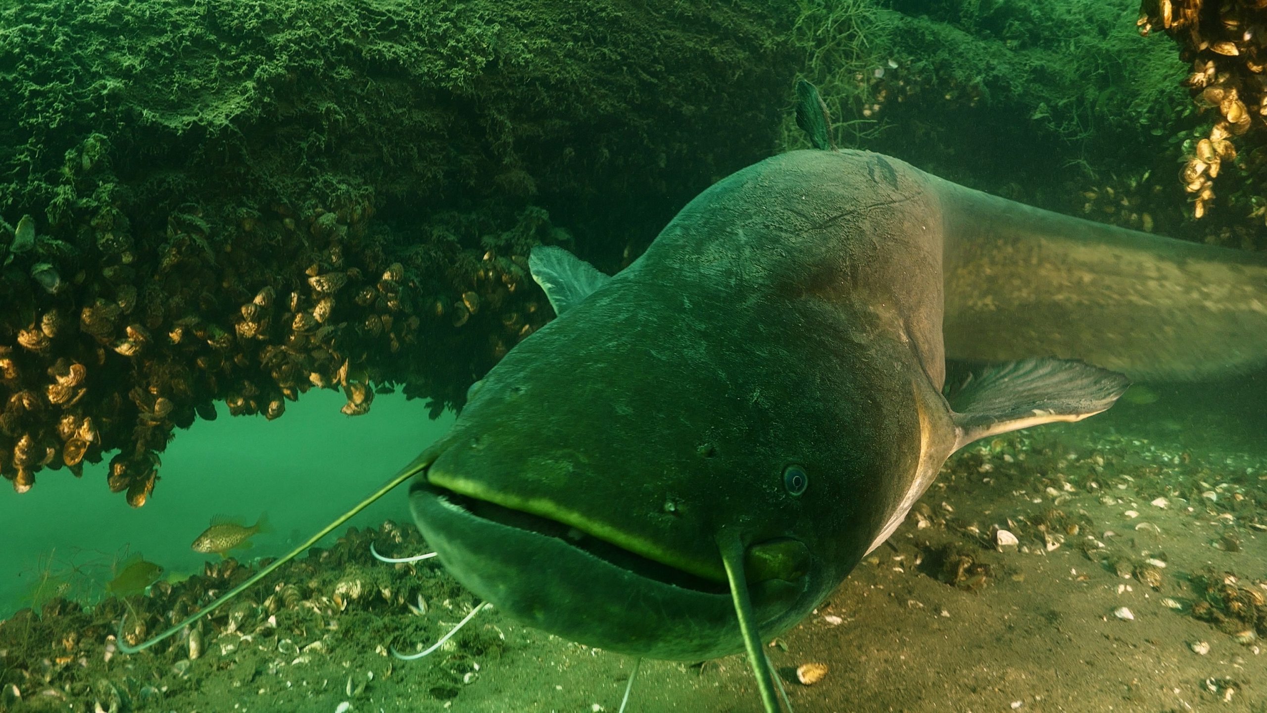 Alle Welse sind noch da